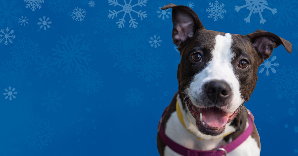 ASPCA Guardians: Thank You for Your Help In 2024! | ASPCA