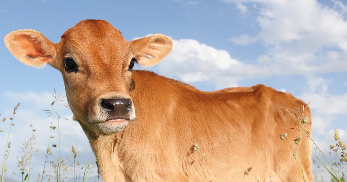 Massachusetts Farm Animal Ballot Campaign Makes History | ASPCA