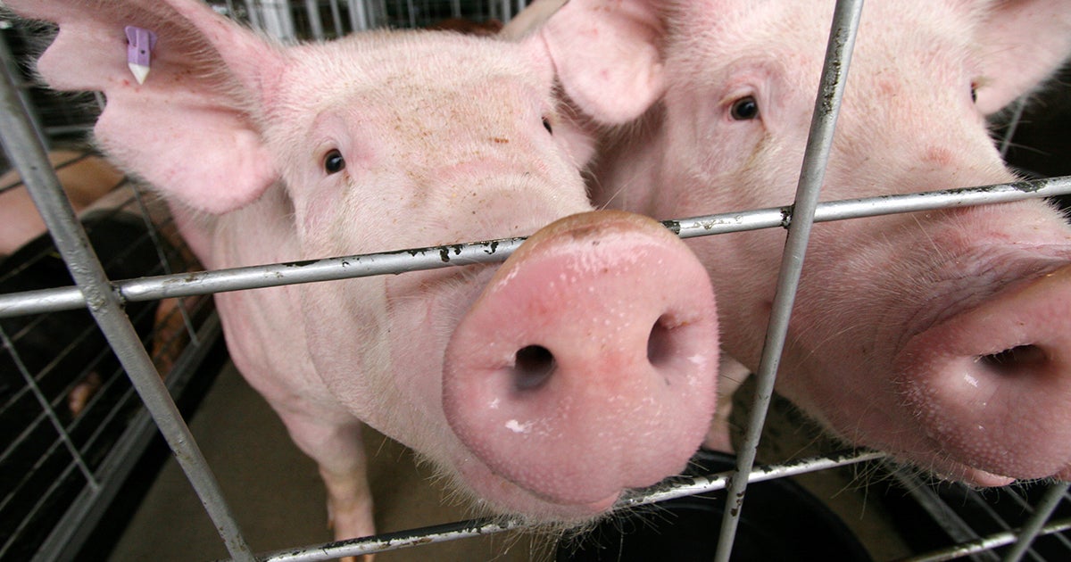 USMARC Takes First Step; Leaps Needed for Positive Change | ASPCA