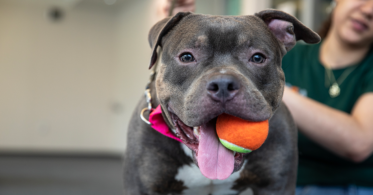 Chewy | ASPCA | Pet Care Items from Chewy