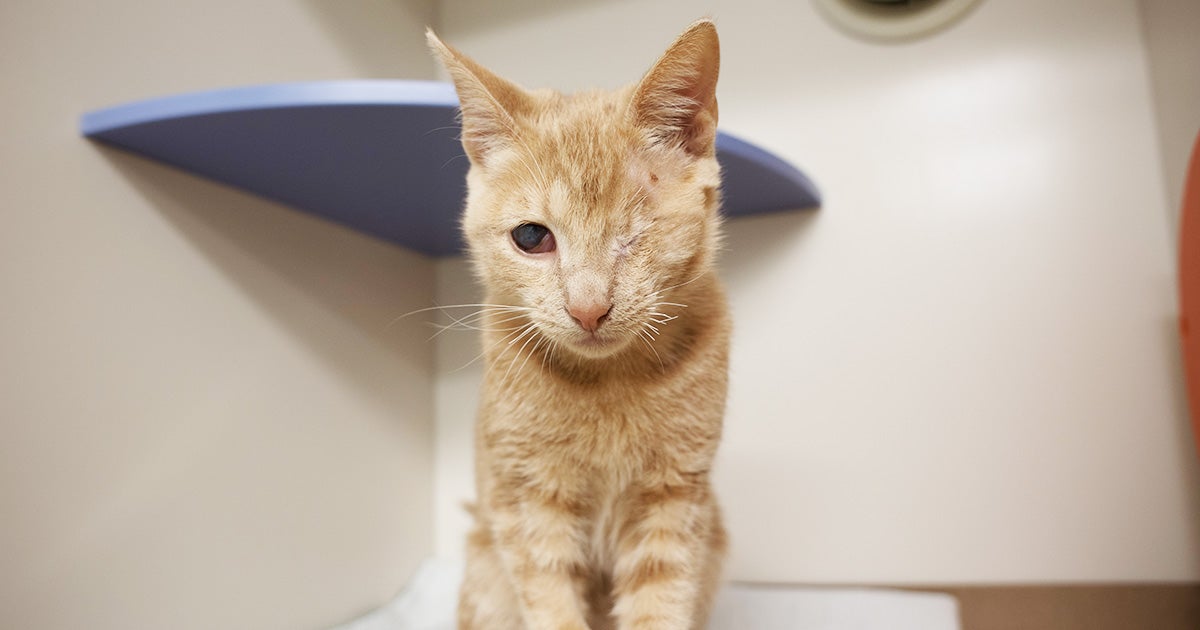Maguire | ASPCA