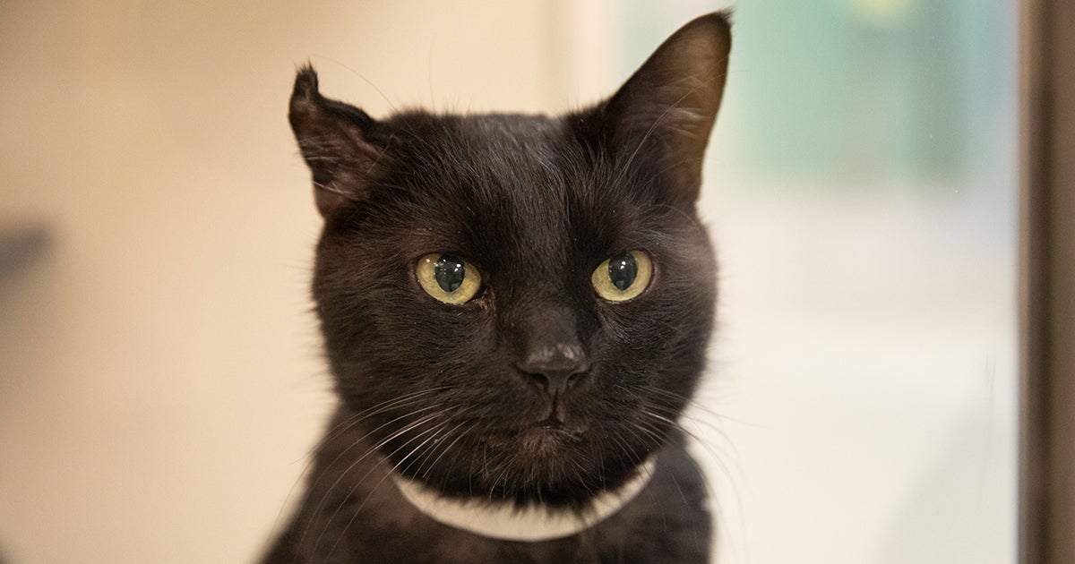 Bernardo | ASPCA