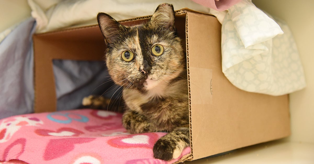 Biscuit | ASPCA