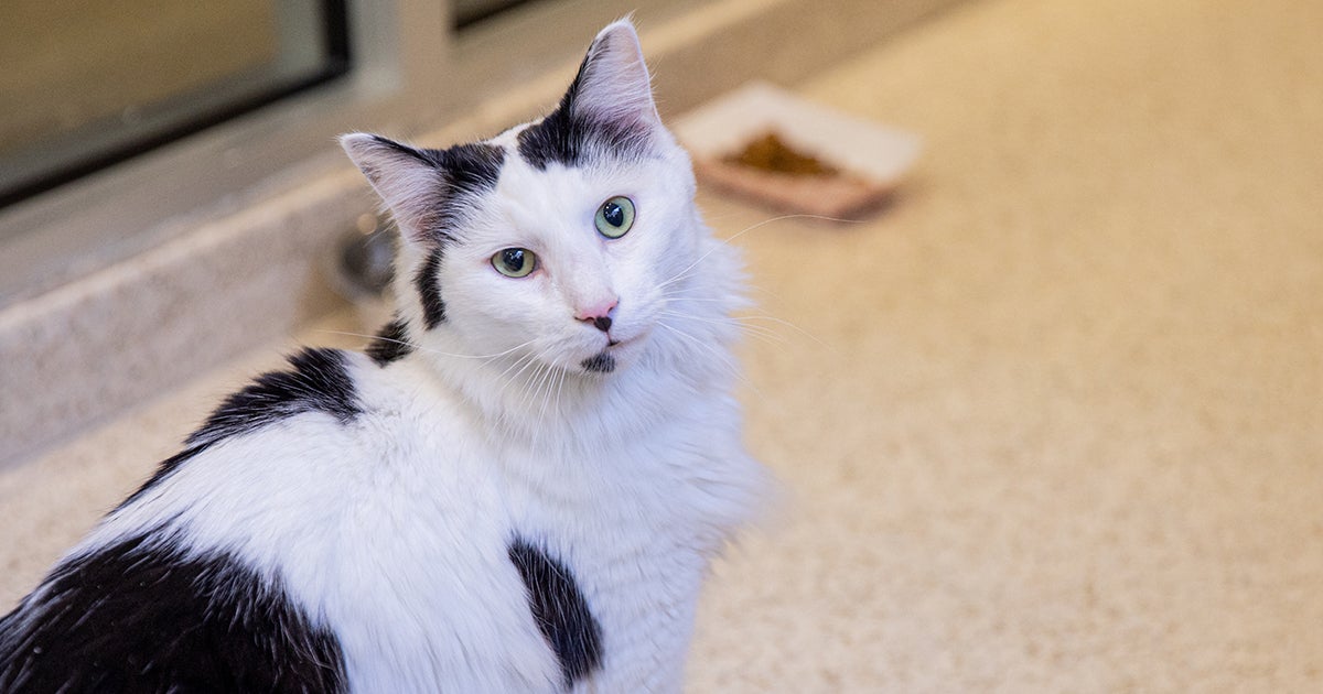 Borat | ASPCA