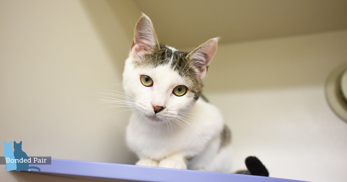 Chachi | ASPCA