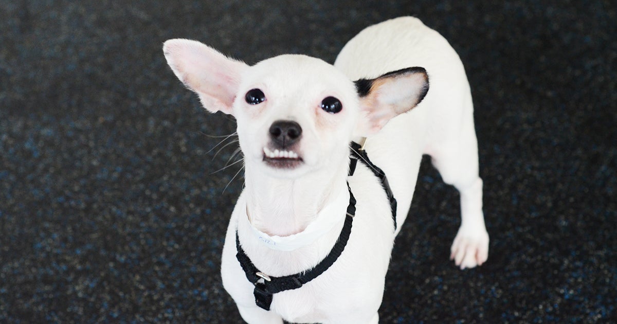 Ciabatta | ASPCA