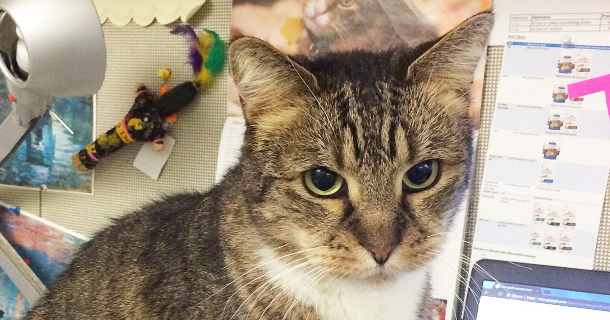 Dionysus | ASPCA