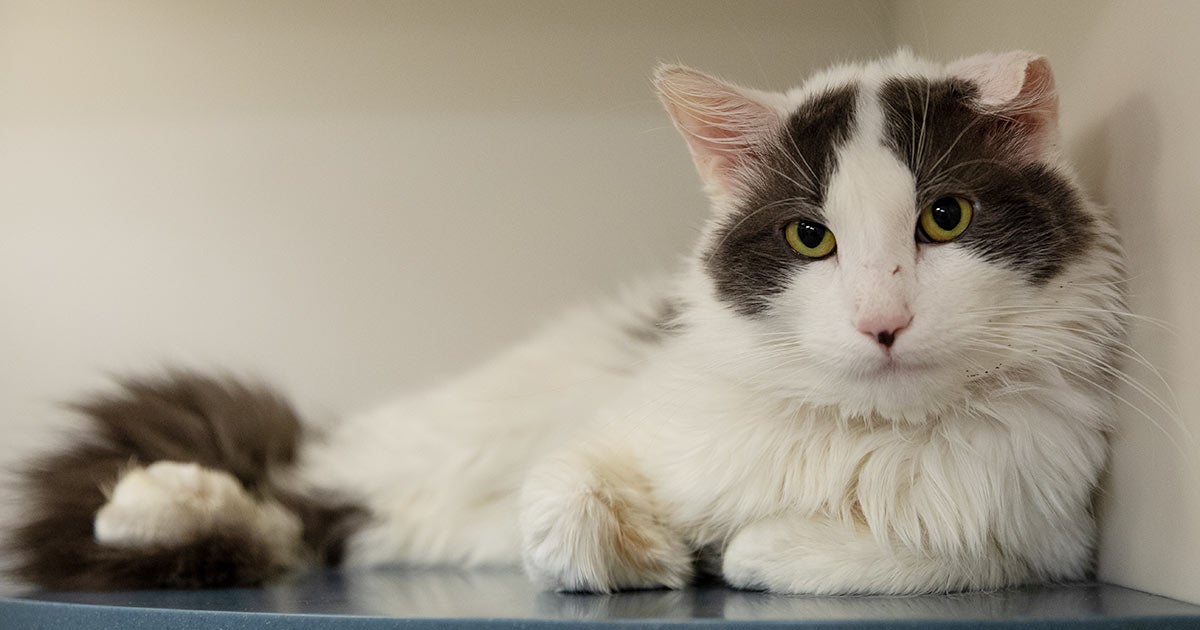 Fluffball | ASPCA