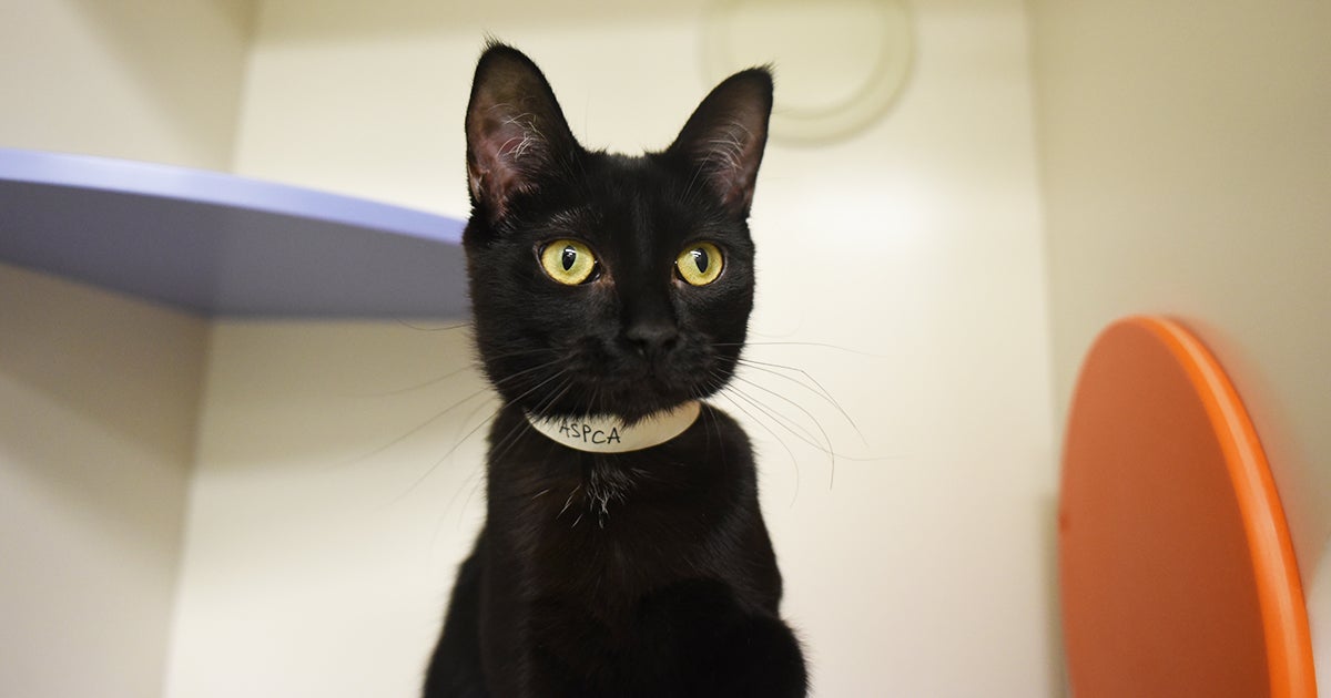 Hayden | ASPCA