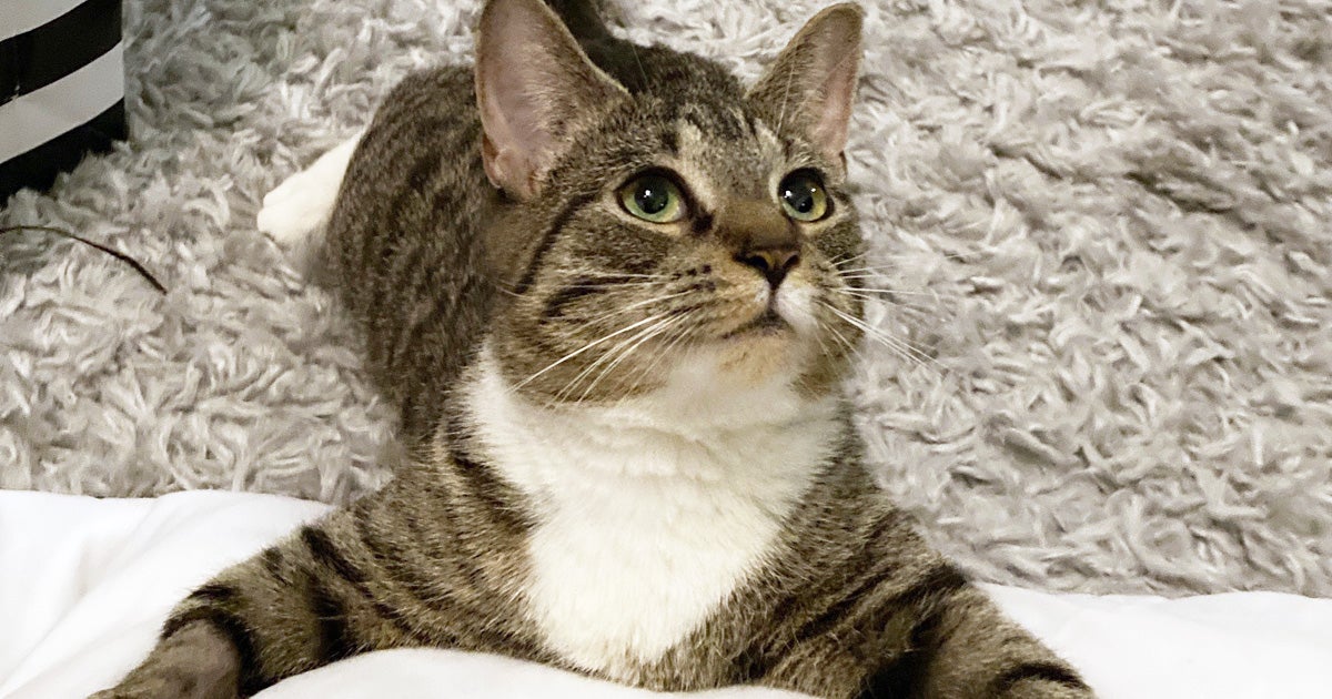 Kodiak | ASPCA