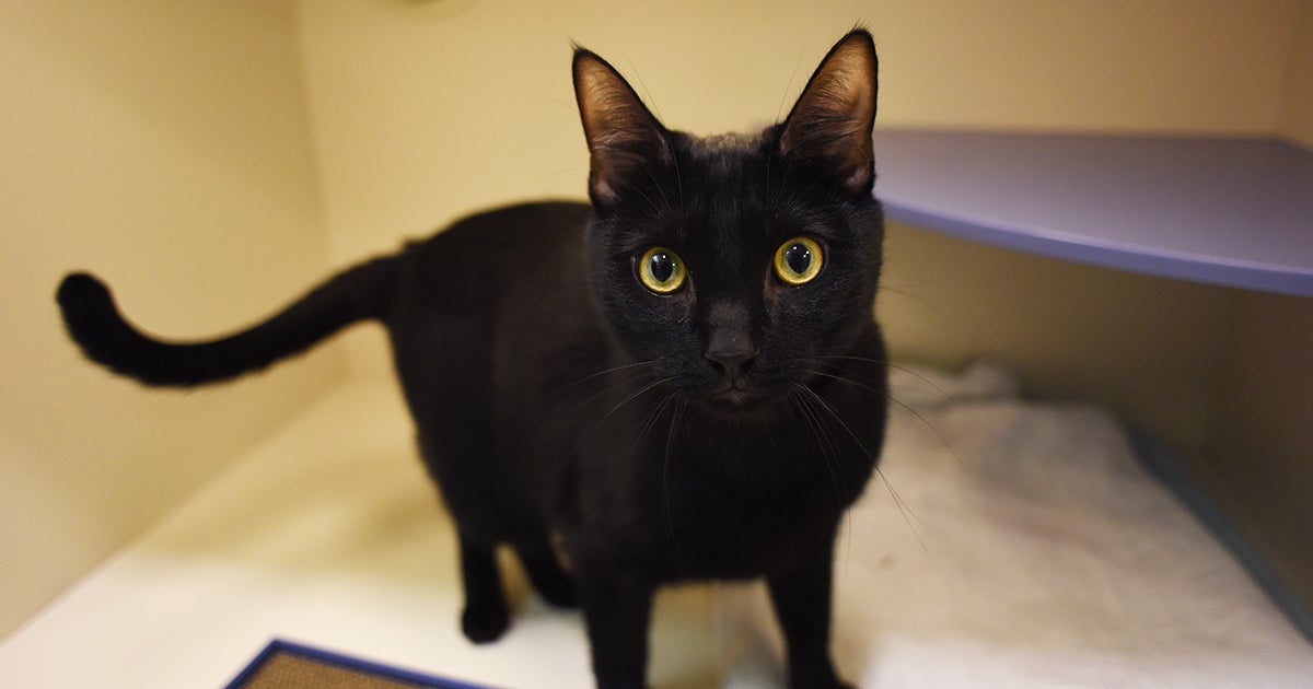 Kronos | ASPCA