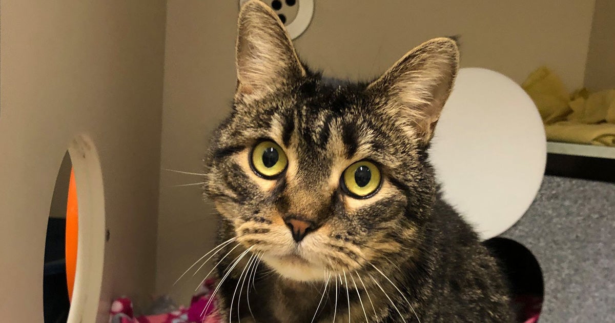 Animals In The Name Lizzy