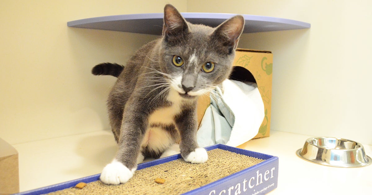 Magnus | ASPCA