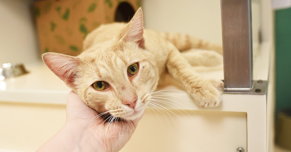 Marmalade | ASPCA