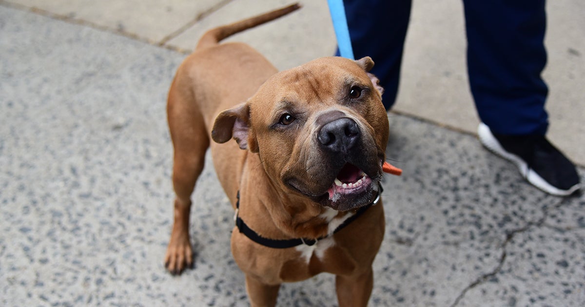 Michael | ASPCA