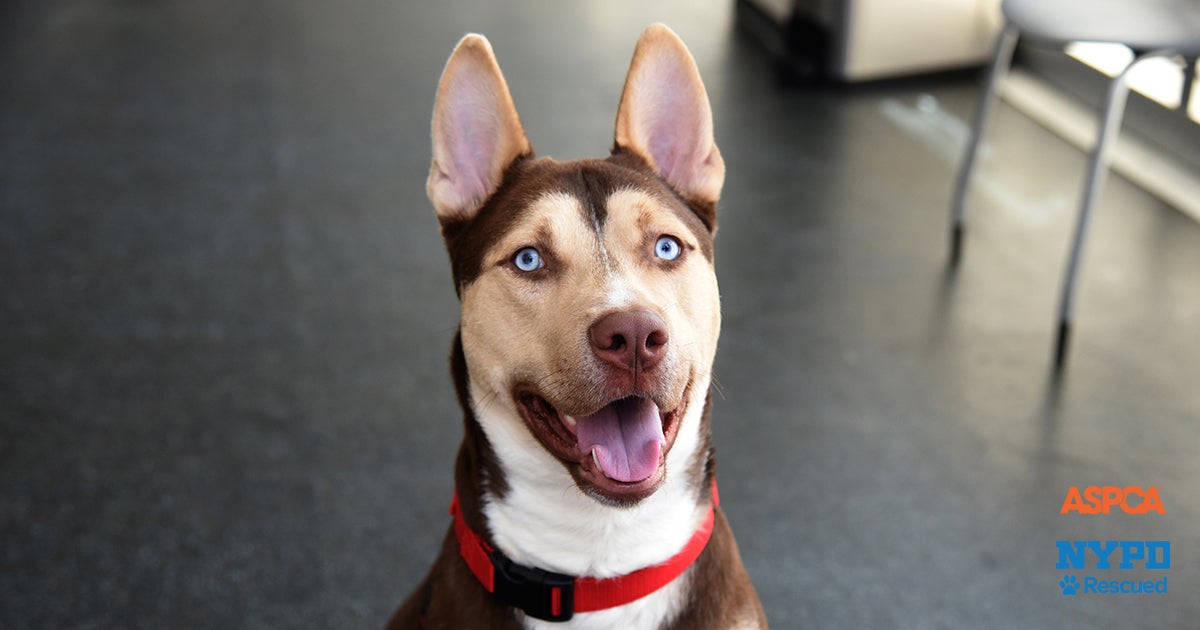 What Breed Is Mocha Dog