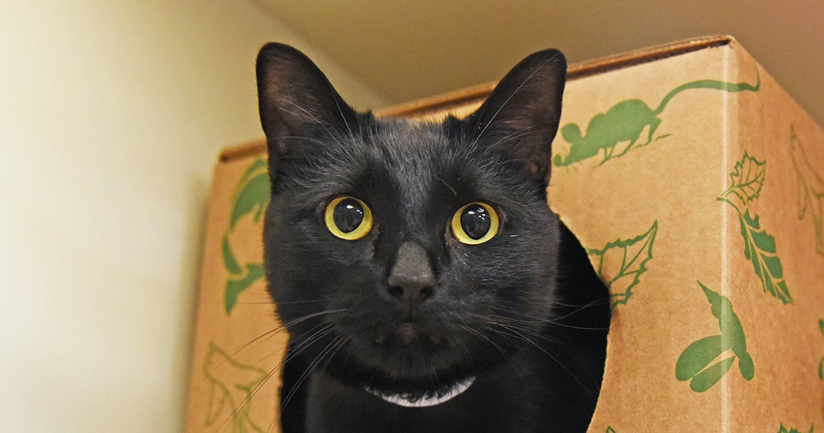Nevel | ASPCA