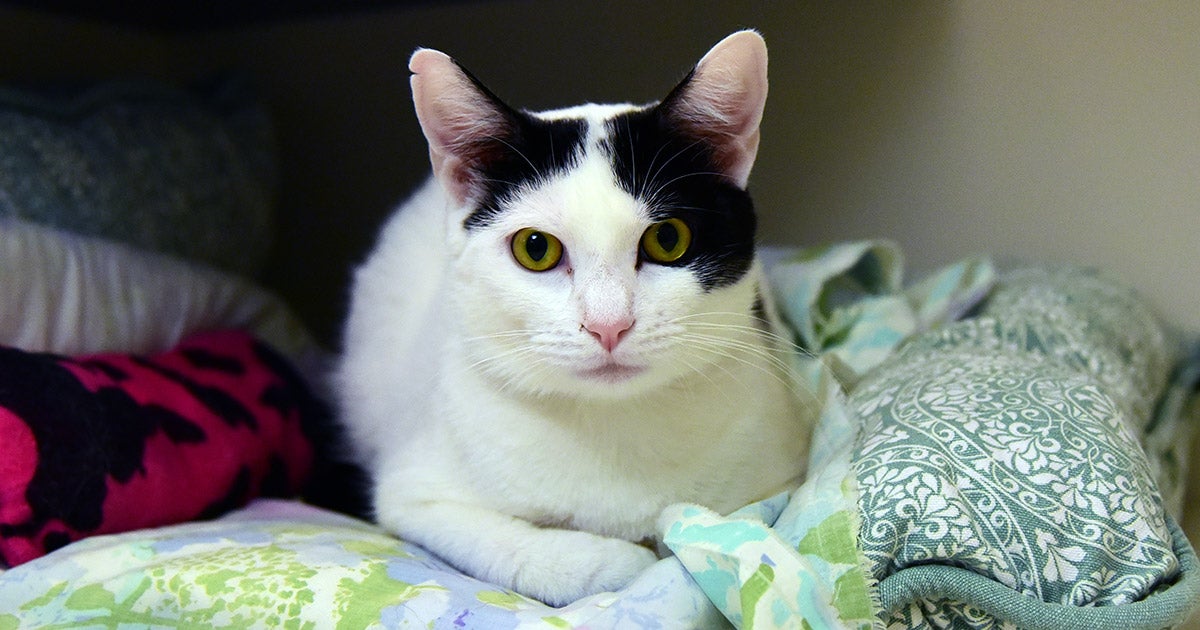 Oneida | ASPCA