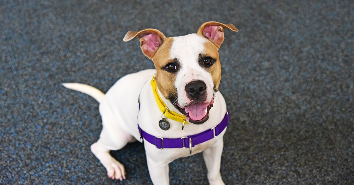 Paige | ASPCA