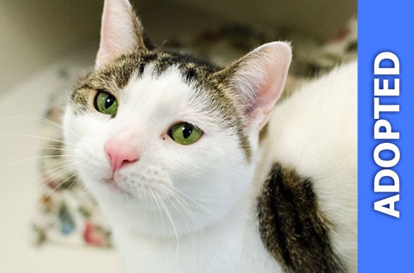 Peppermint | ASPCA