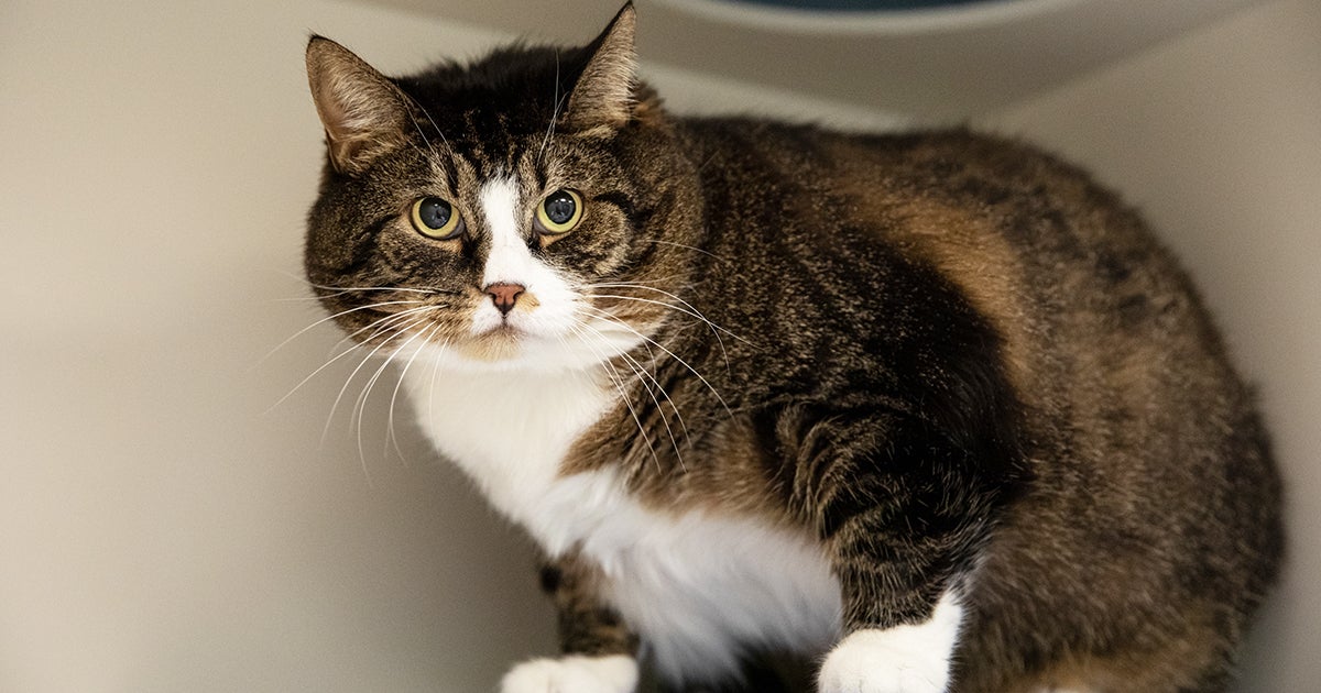 Ping | ASPCA
