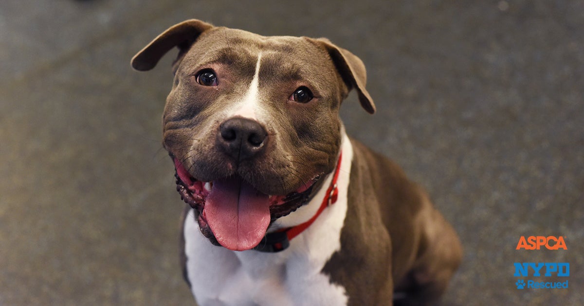 Prana | ASPCA