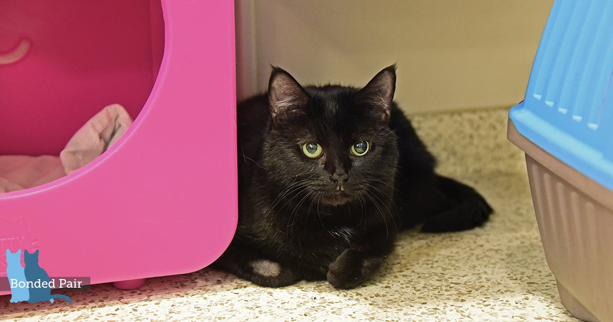 Prana | ASPCA
