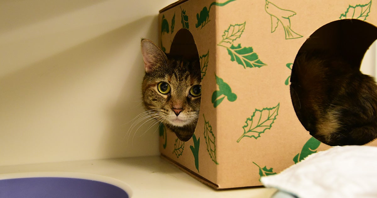 Rolo | ASPCA