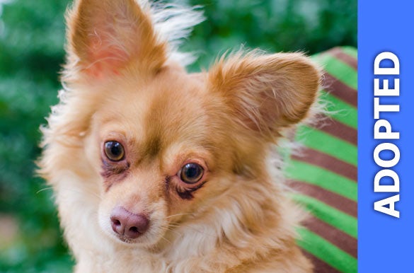 Rusty | ASPCA