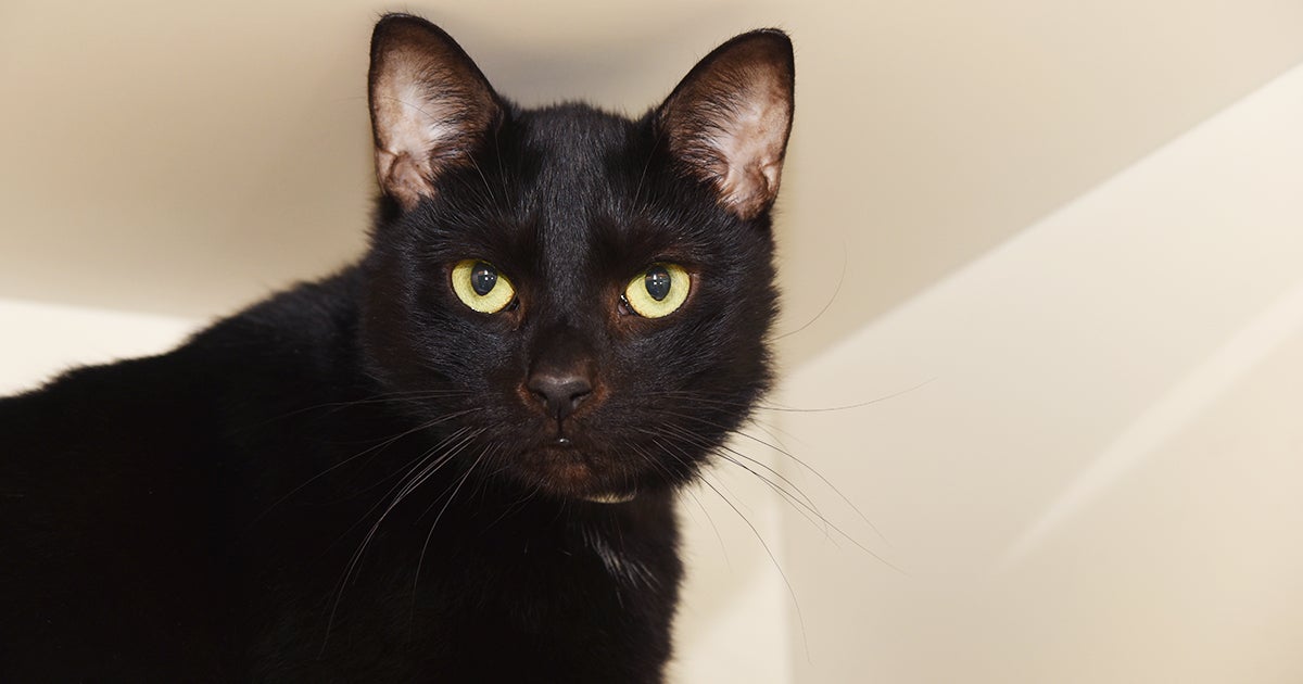 Shabba | ASPCA