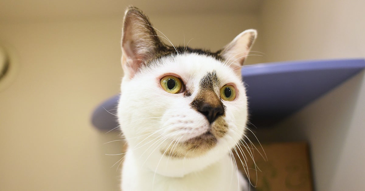 Sudsy | ASPCA