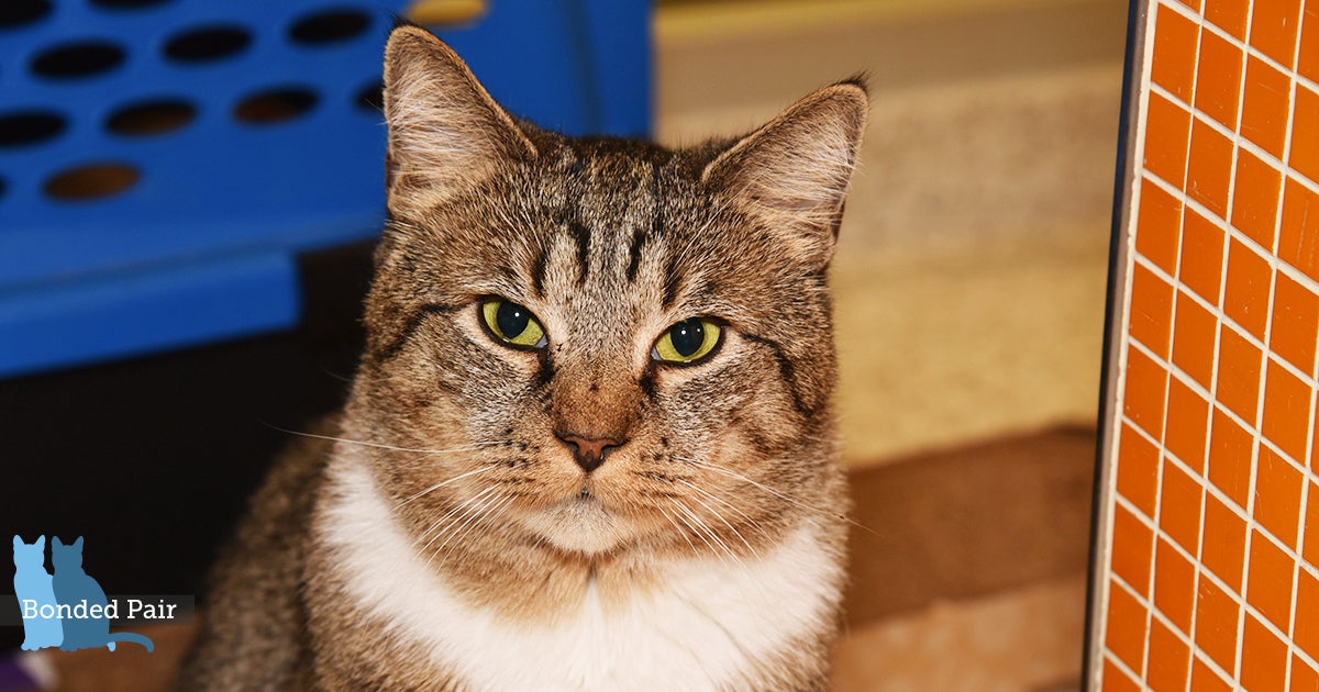 Winter | ASPCA