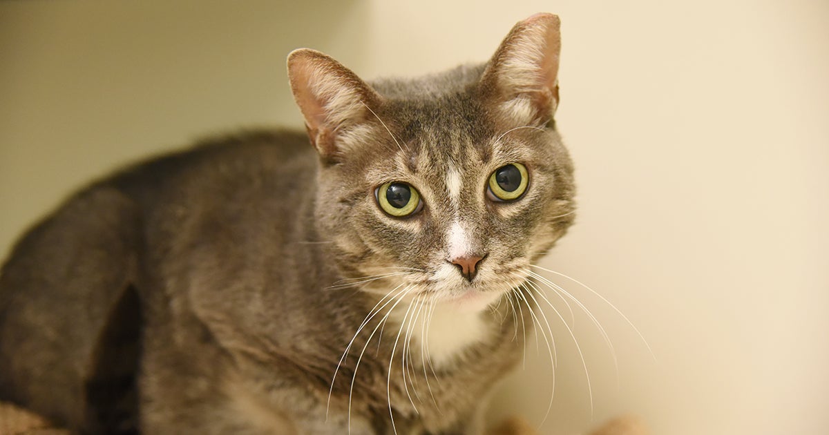 Woodley | ASPCA
