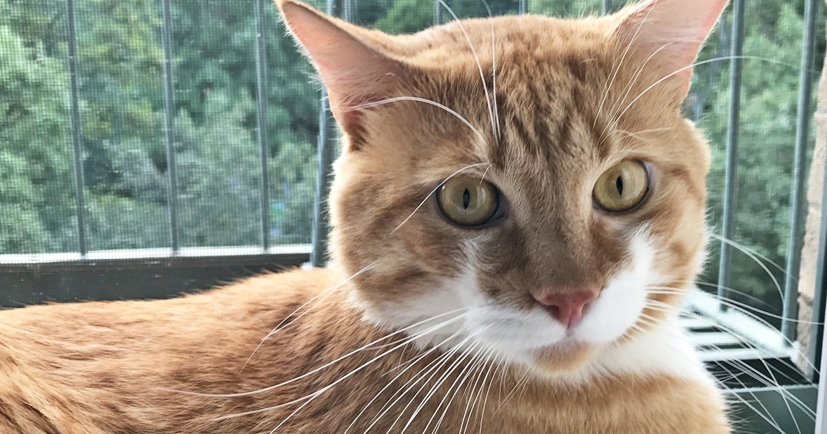 Yarrow | ASPCA