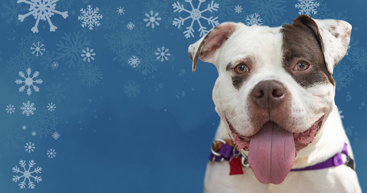 ASPCA Guardians: Thank You for Your Help In 2023! | ASPCA
