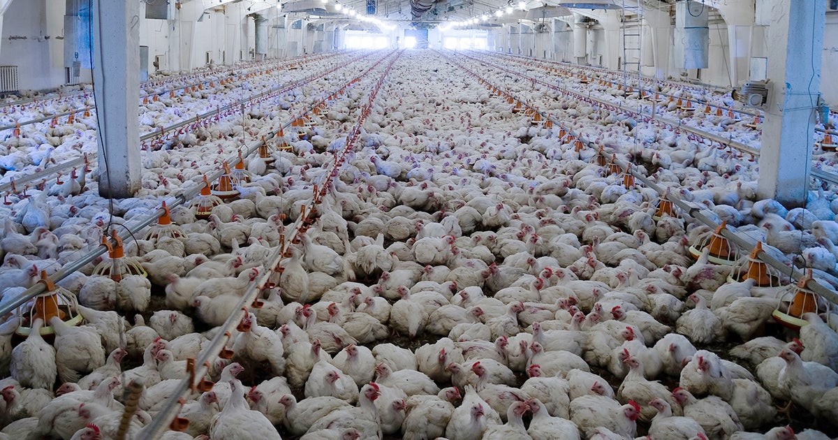 Bird Flu: What to Know and What You Can Do | ASPCA