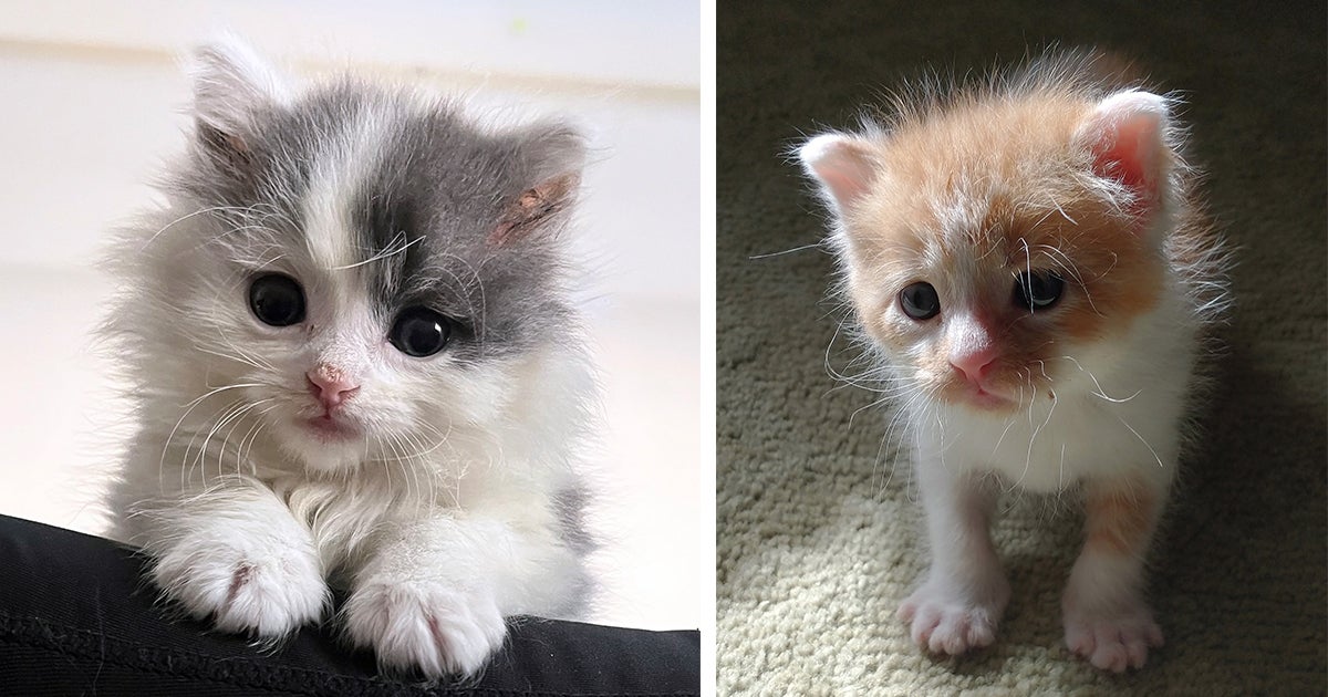 Cats on Two Coasts Embody the Essence National Kitten Day | ASPCA