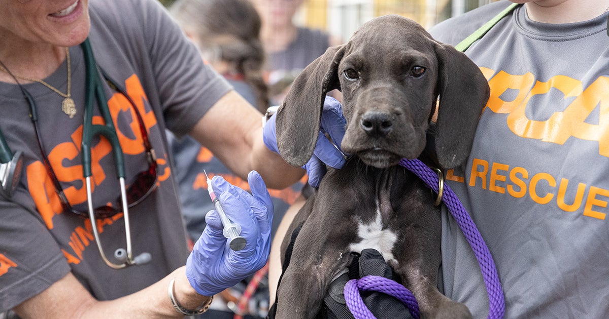 ASPCA Helps Rescue Nearly 300 Dogs Across Four States in 30 Days ...