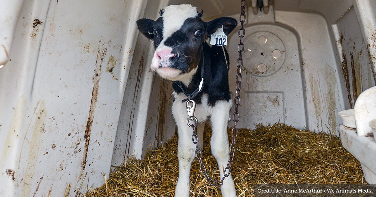 Alert: Dangerous Bill Could Wipe Out Animal-Protection Laws Across the ...