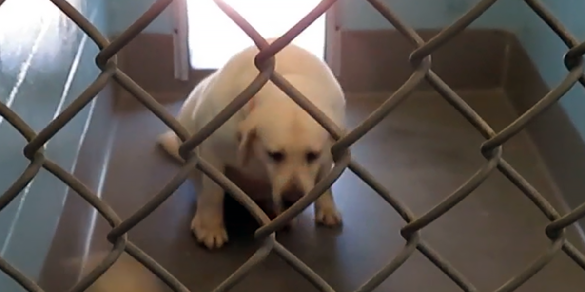 USDA Green Lights More Than Two Decades of Animal Abuse at Alabama ...