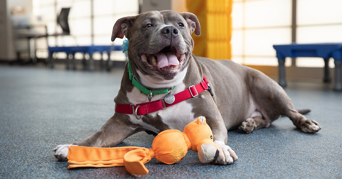 An Impactful Year for Animals: What Our Members Helped Us Accomplish in ...