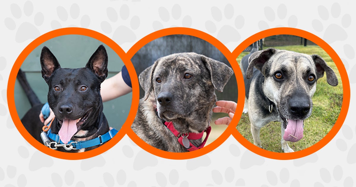 These Pups Are Looking for Paradise! Meet Our Available Bark-chelors ...