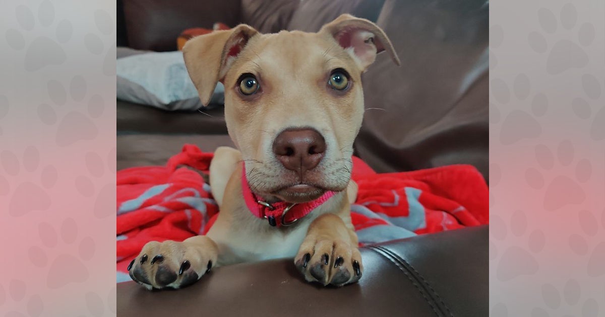 Meet the Cherry on Top of Your Holiday Season! | ASPCA