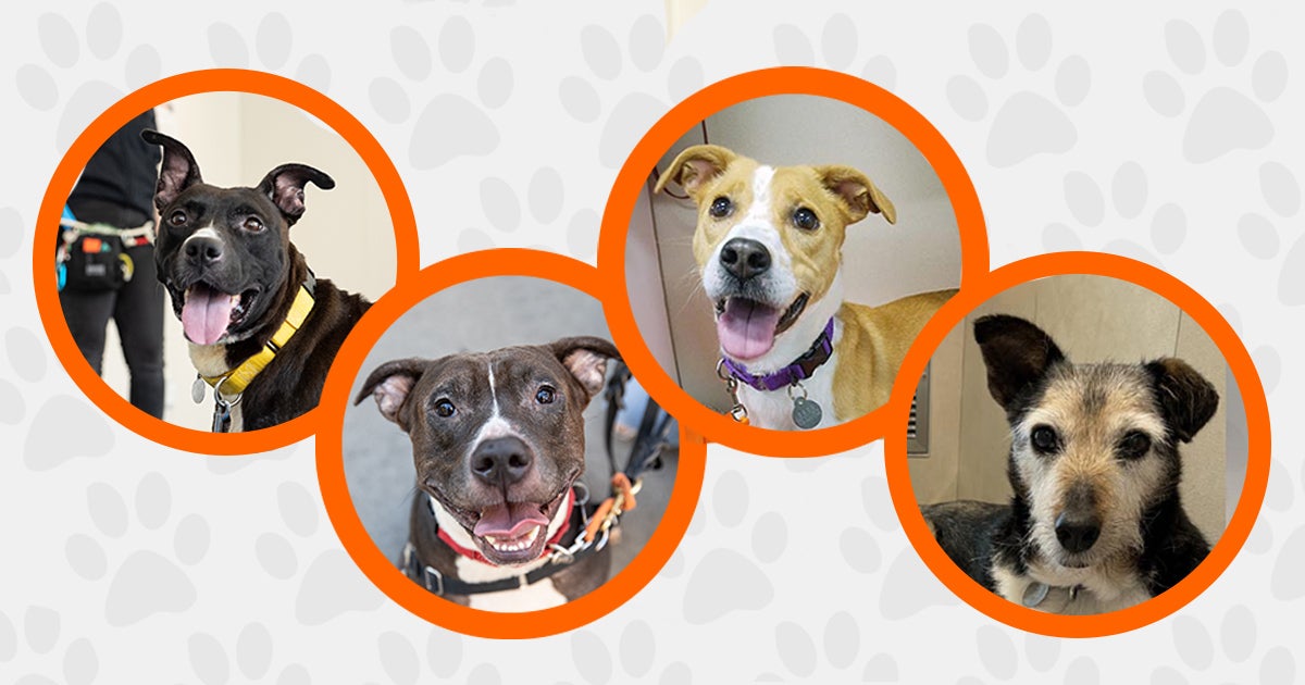 Your Favorite Rescue Dog Is Looking for a Home! | ASPCA