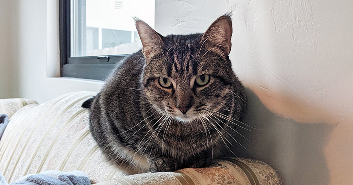 Looking for a Sweet Treat? Jelly Bean May Be Your Girl! | ASPCA