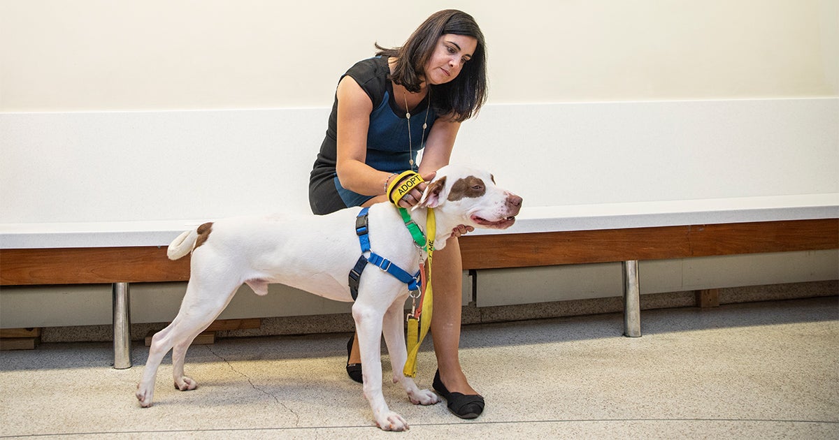 A Rescued Dog Gets ‘Congressional’ Support | ASPCA