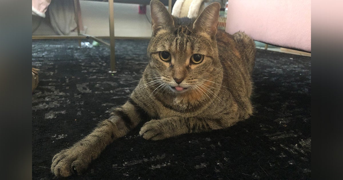 5 Reasons Why Boo Boo Would Make the Best BFF | ASPCA