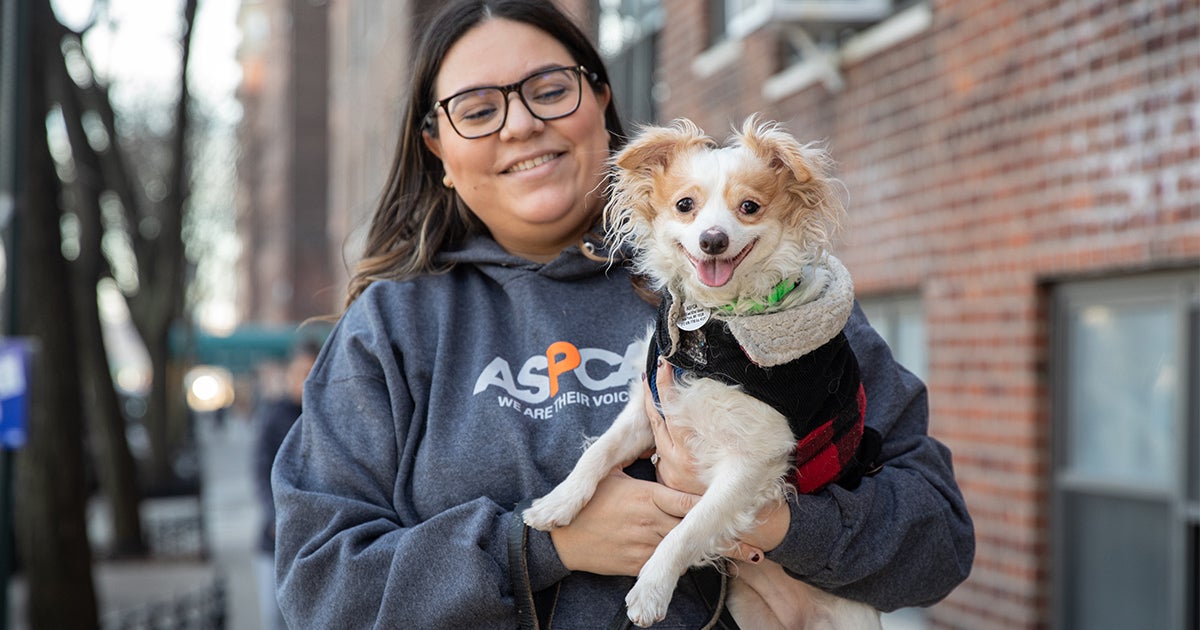 Poll Results: Which Animal Welfare Issue Was Voted Most Important to ...