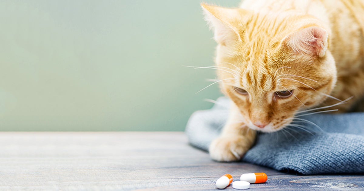 How to Identify a Pill If Your Pet Ingests an Unknown Medication | ASPCA