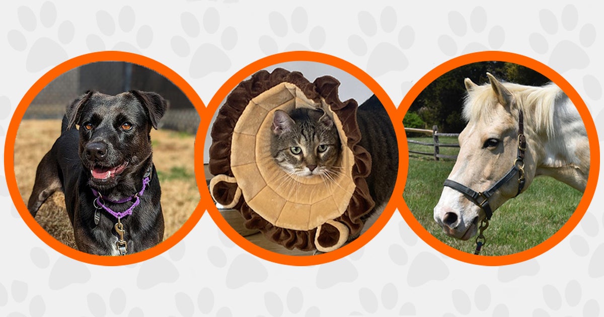 On National Adopt a Shelter Pet Day, Consider These Charming Companions ...